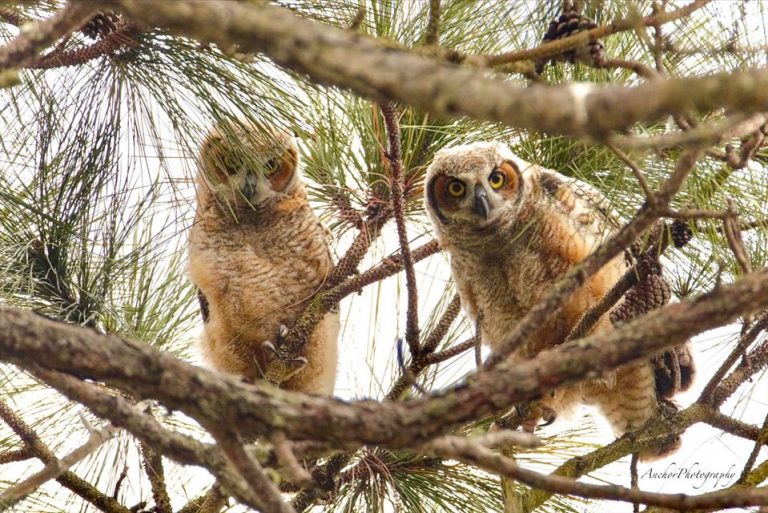 5 Happy Stories to Add Sunshine to Your Day! Shorebird chicks, baby ...