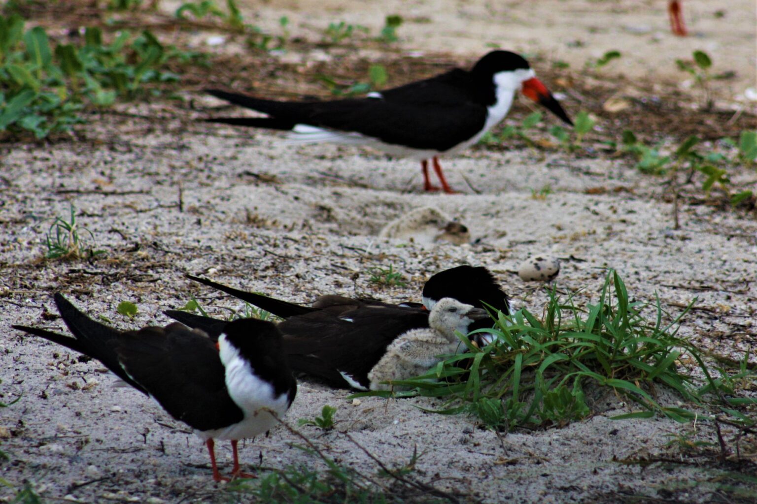 Nesting Shorebird Colony Relocates from Causeway to Navarre Beach ...